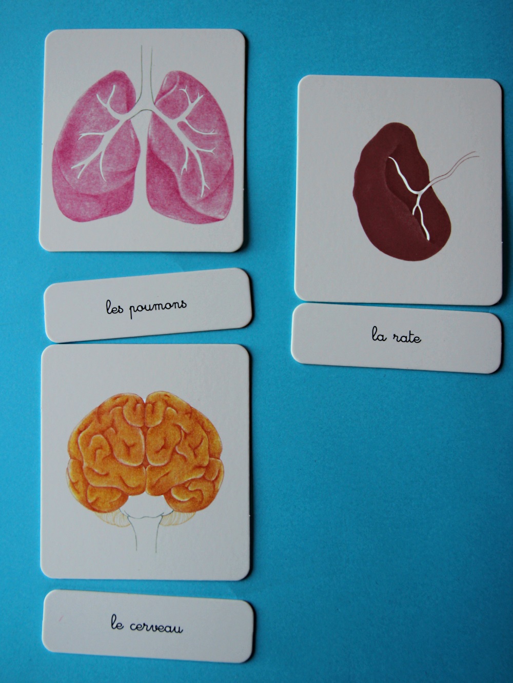 Coffret du corps humain Montessori - Nathan - Payette Family